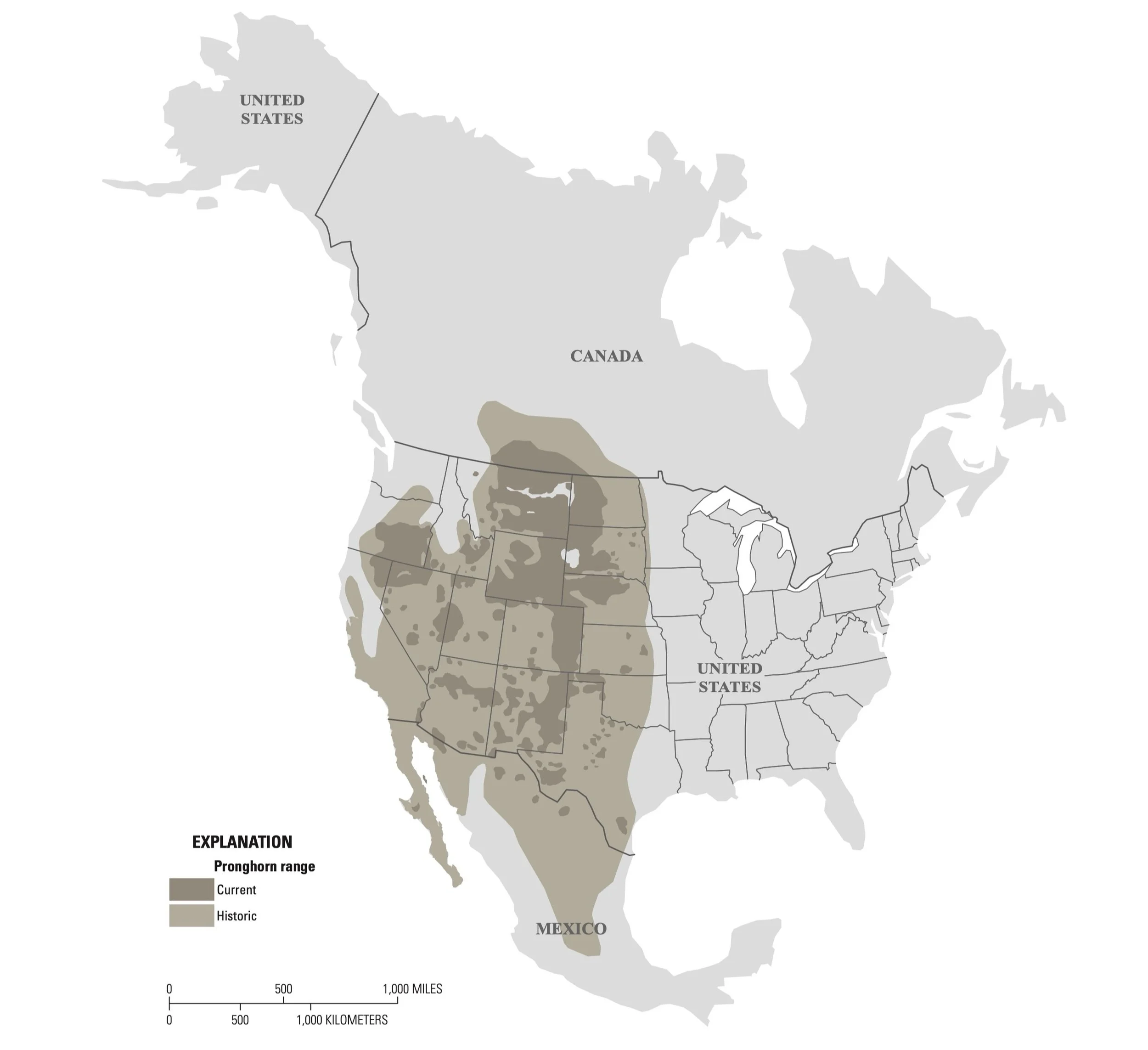 Pronghorn — North American Pronghorn Foundation