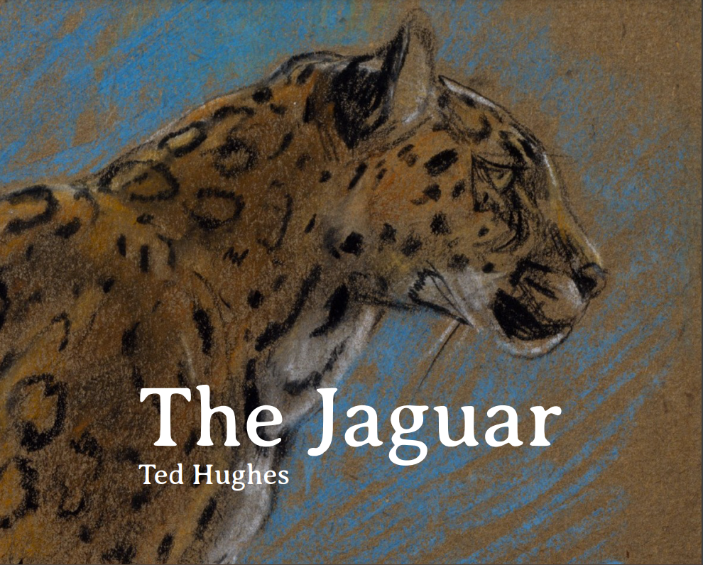 'The Jaguar' by Ted Hughes: Context + Themes Explained — Scrbbly Blog