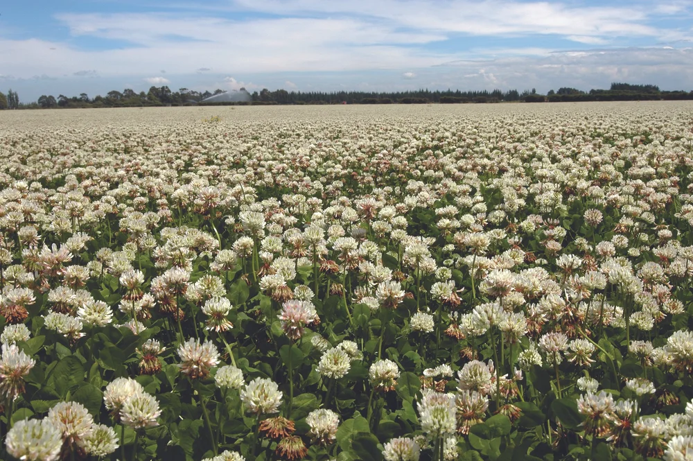 Help growers kick grass weeds to the kerb — NZ AgriBusiness Magazine