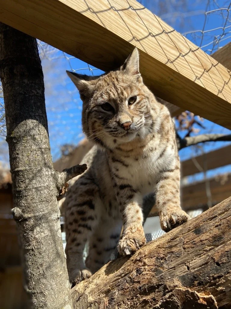 Join Our Team | Explore Exciting Roles — Animal Adventures