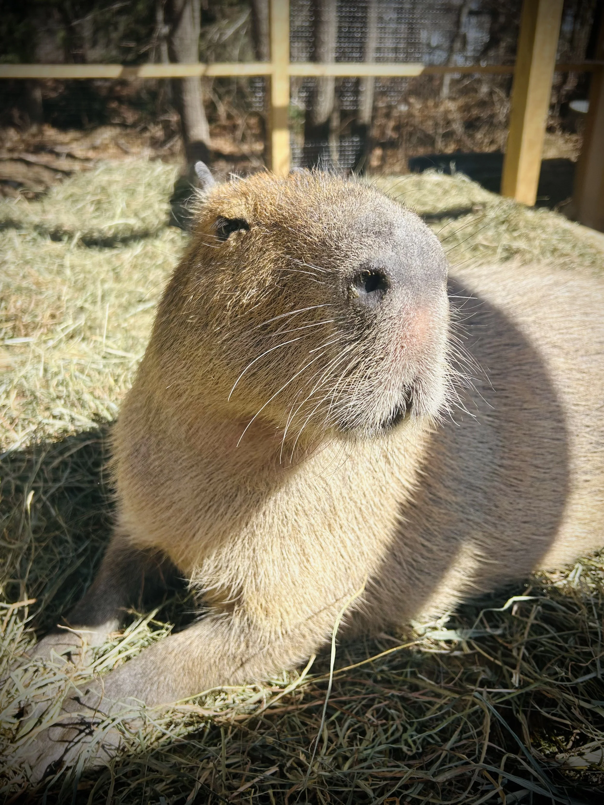 Animal Adventures