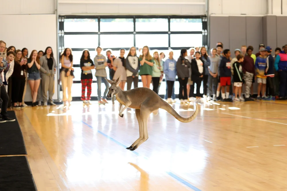 Schools, Libraries, Events | Discover Animals Today – Book Now — Animal ...