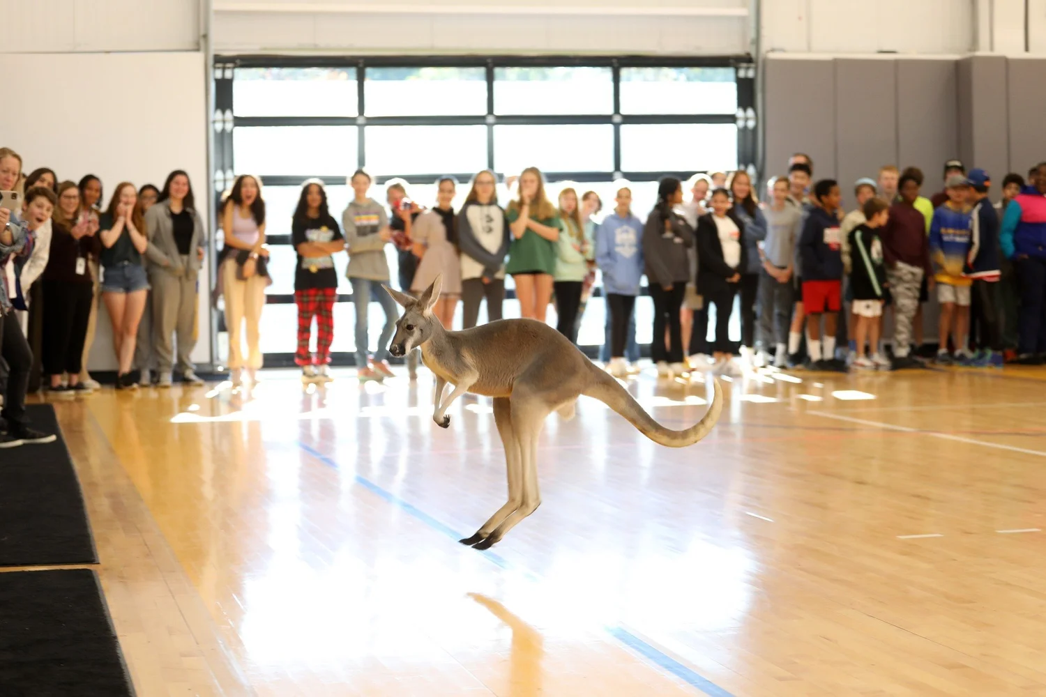 Schools, Libraries, Events | Discover Animals Today – Book Now — Animal ...