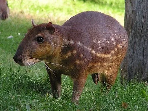 Adopt An Animal | Support Wildlife Care — Animal Adventures
