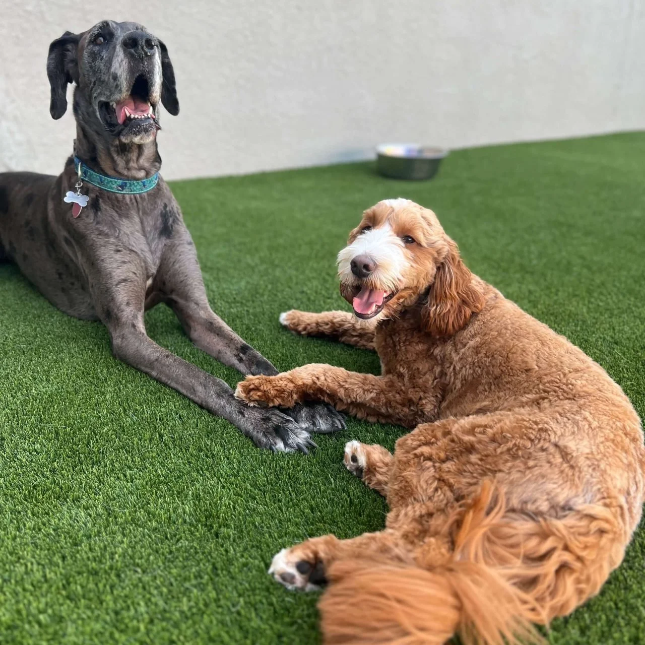 Locust Point Dog Daycare | Parkwood Pet Resort — Parkwood Pet Resort