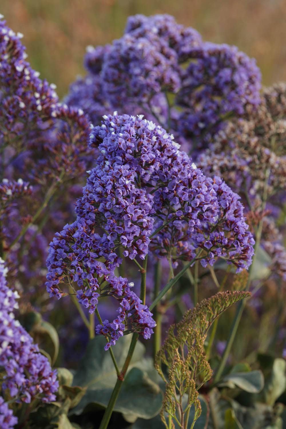 Beauty Meets Practicality in Water-Wise Mediterranean Gardens ...