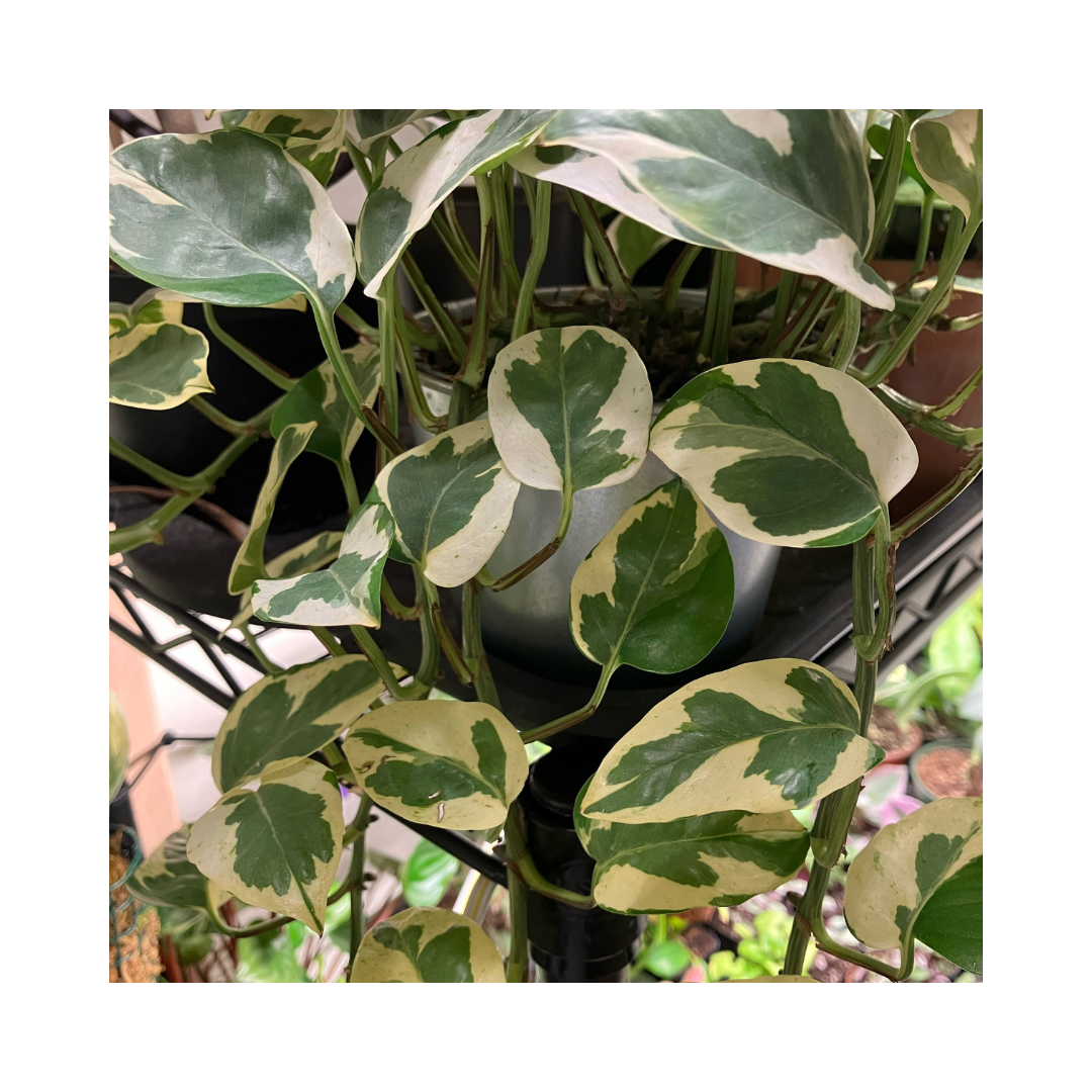 Understanding Variegation: A Deep Dive into Nature’s Patterns — Johnny ...