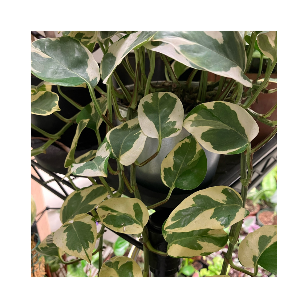 Understanding Variegation: A Deep Dive into Nature’s Patterns — Johnny ...