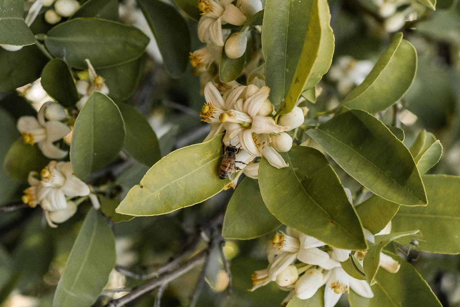 History — The Urban Grove