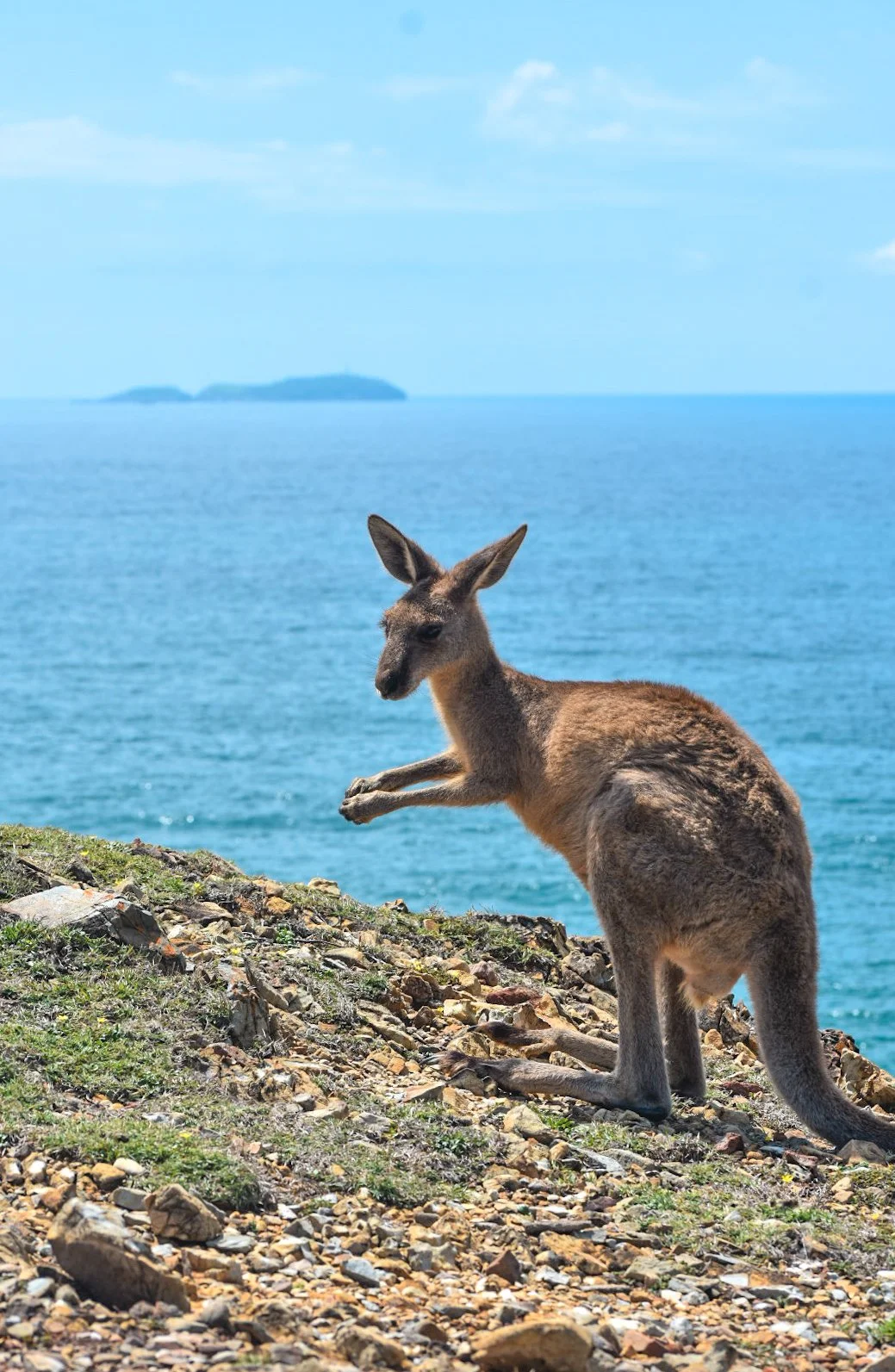 Animals Native to Australia: A Guide to its Unique Wildlife — Wildlife ...