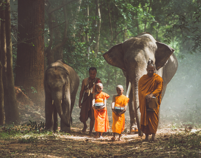 Asian Elephants: 12 Facts You Should Know — Wildlife Nomads