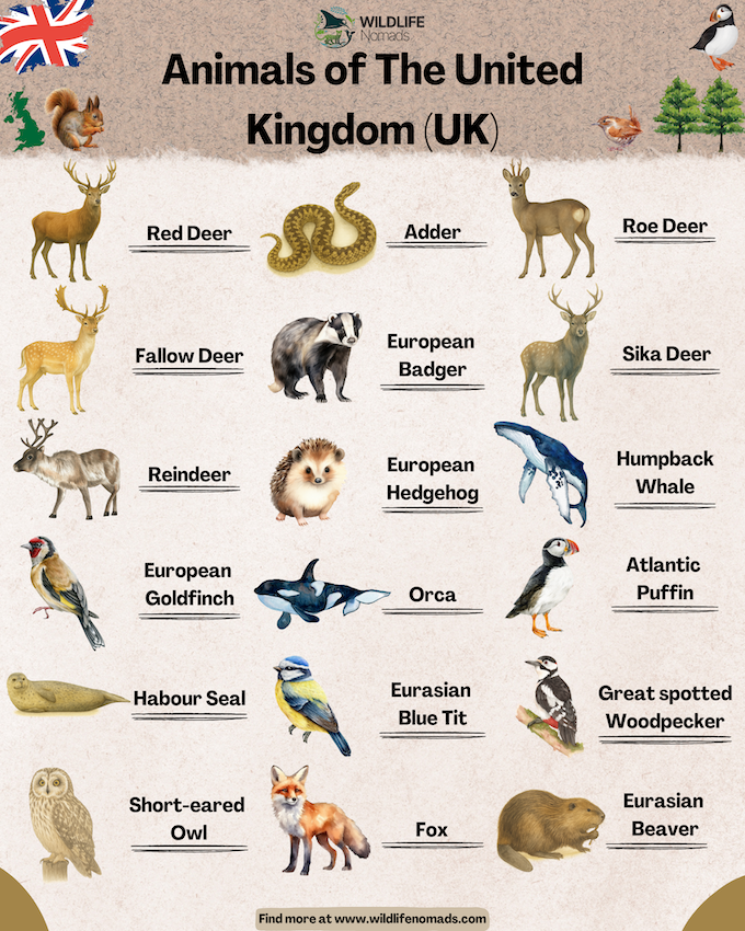Animals of the United Kingdom: Wildlife Guide & Conservation Tips ...
