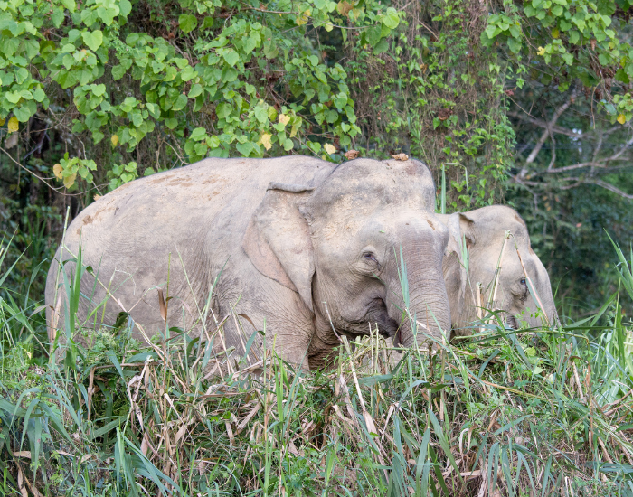 Asian Elephants: 12 Facts You Should Know — Wildlife Nomads