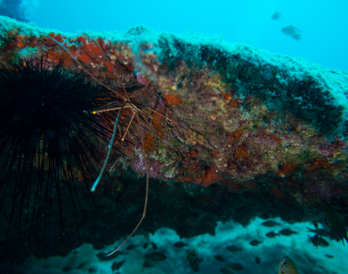 Sea Spiders: 10 Fascinating Facts and More — Wildlife Nomads