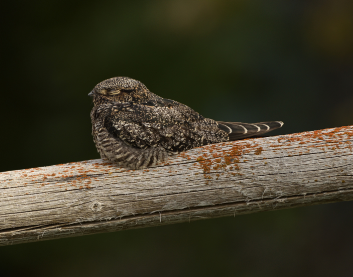 10 Animal Hibernators | What Is Hibernation? — Wildlife Nomads