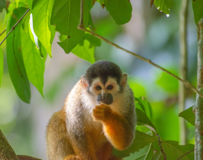 Monkeys of Costa Rica | The Four Monkeys of the Jungle — Wildlife Nomads