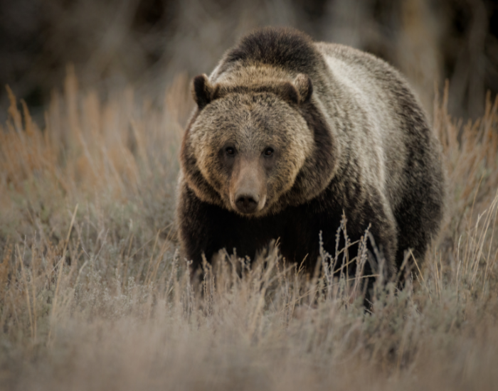 Animals of Canada: Iconic Canadian Wildlife — Wildlife Nomads