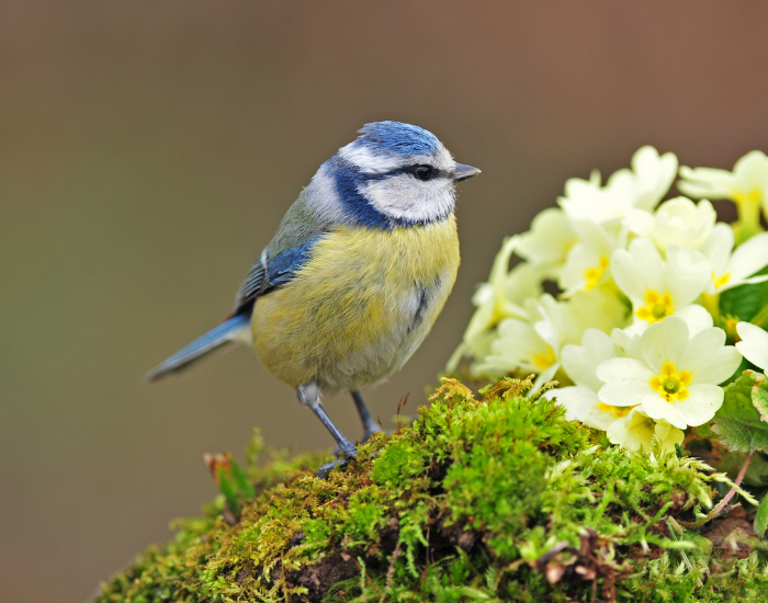 Animals of the United Kingdom: Wildlife Guide & Conservation Tips ...