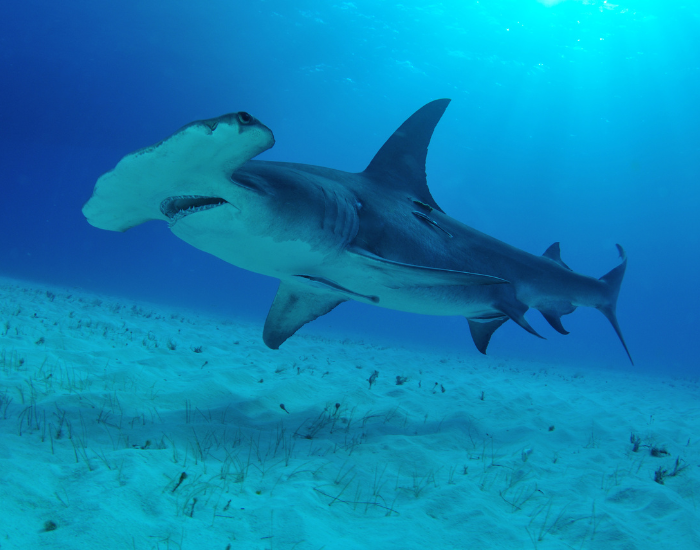 Best Places to Swim with Sharks: Top 11 Shark Encounters — Wildlife Nomads
