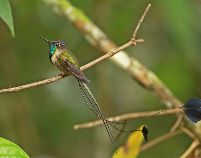 Best Bird Watching Destinations: Top 12 Birding Spots — Wildlife Nomads