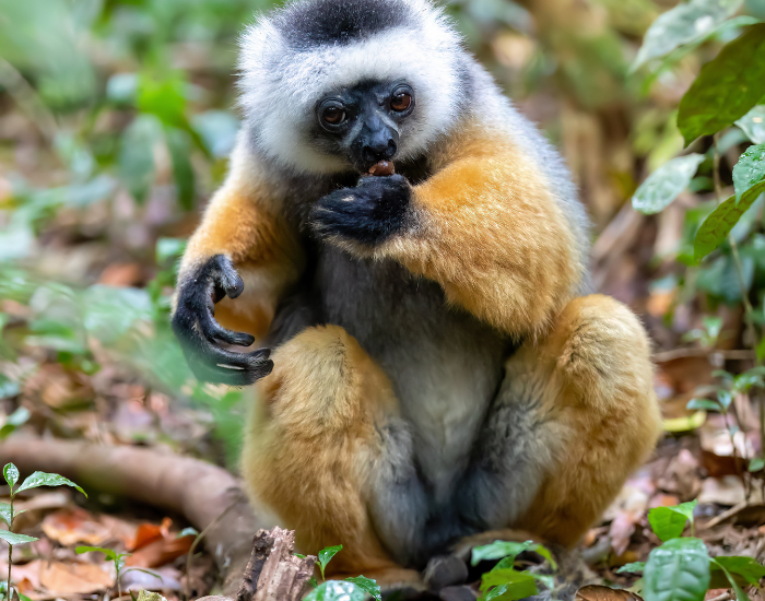 Wildlife of Madagascar: Discover the Island’s Iconic Animals — Wildlife ...