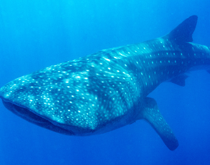 12 Best Places to Swim with Whale Sharks Around the World — Wildlife Nomads