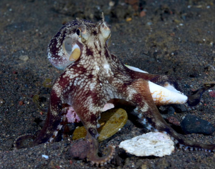 15 Amazing Octopus Facts — Wildlife Nomads