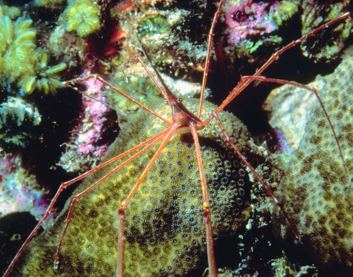 Sea Spiders: 10 Fascinating Facts and More — Wildlife Nomads