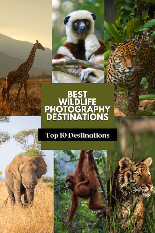 Best Wildlife Tours Worldwide: Explore & Book — Wildlife Nomads