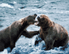 Top 15: Strongest Animals in the World — Wildlife Nomads