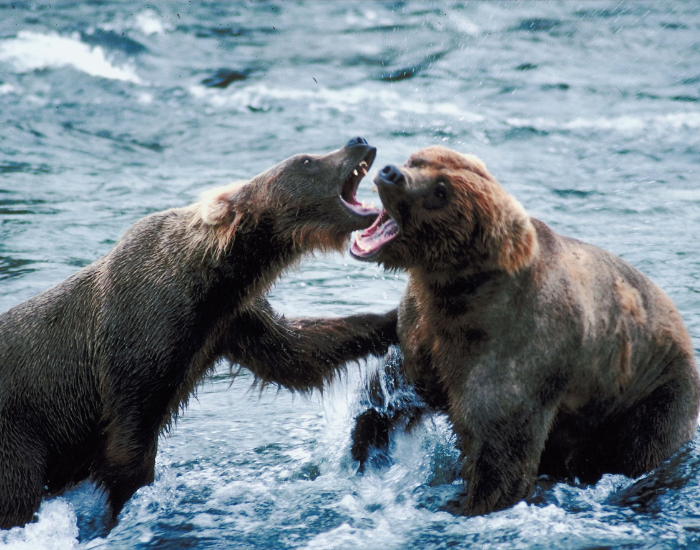 Top 15: Strongest Animals in the World — Wildlife Nomads