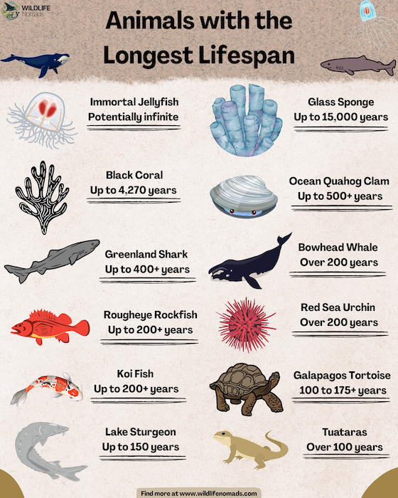 What Animal Live the Longest? — Wildlife Nomads