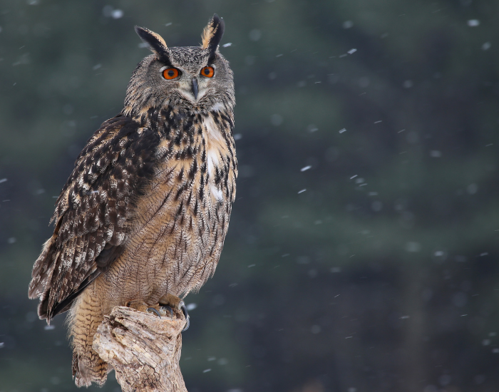 Discover the Wild Fauna of Europe — Wildlife Nomads