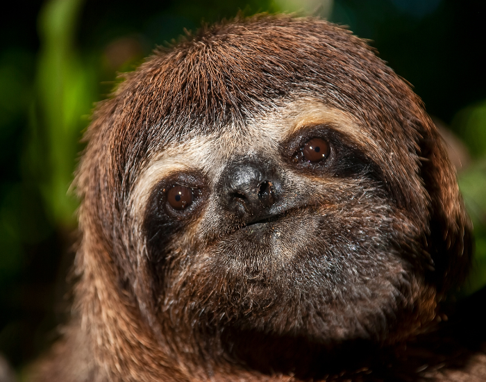 12 Iconic Animals in Colombia You Need to Know — Wildlife Nomads