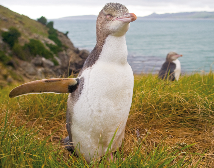 Animals of New Zealand: Wildlife You Need to See — Wildlife Nomads