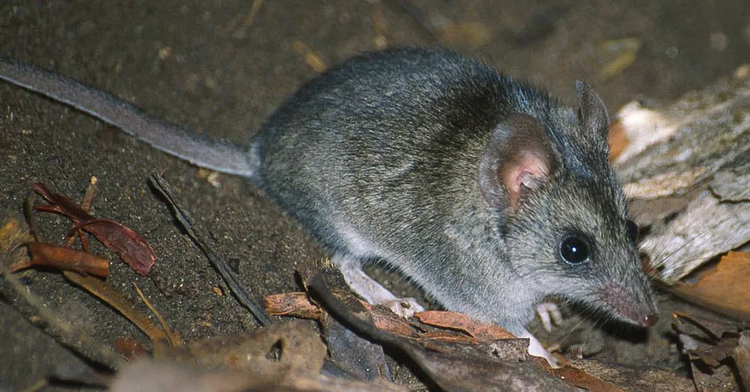 Most Threatened Animals in Australia — Wildlife Nomads