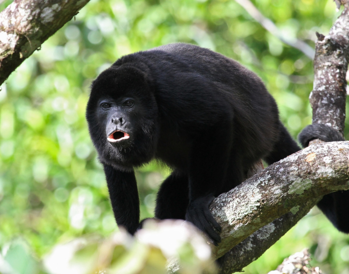Top 15 Loudest Animals on Earth — Wildlife Nomads