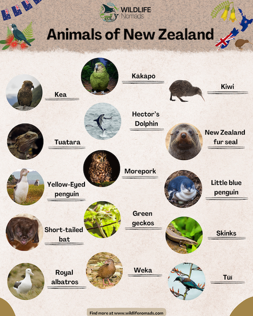 Animals of New Zealand: Wildlife You Need to See — Wildlife Nomads
