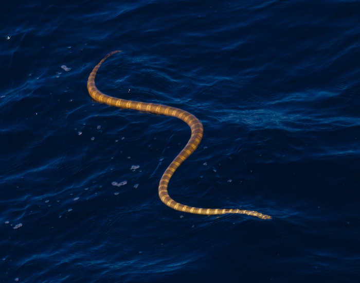 10 Surprising Facts About Sea Snakes — Wildlife Nomads