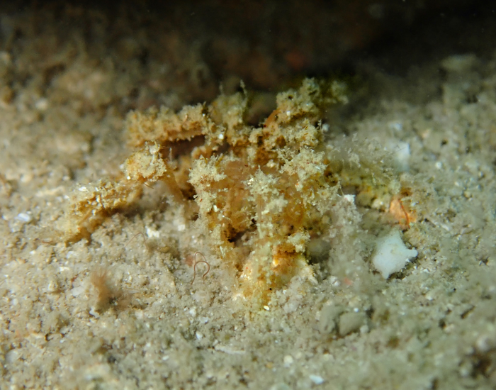 Sea Spiders: 10 Fascinating Facts and More — Wildlife Nomads