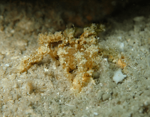 Sea Spiders: 10 Fascinating Facts and More — Wildlife Nomads