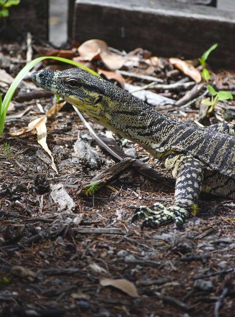 Animals Native to Australia: A Guide to its Unique Wildlife — Wildlife ...