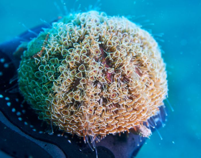 The 10 Most Dangerous Sea Animals: Survival in the Deep Ocean ...