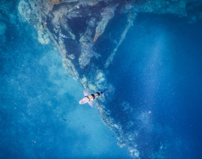 Best Scuba Diving Places for Shipwrecks — Wildlife Nomads