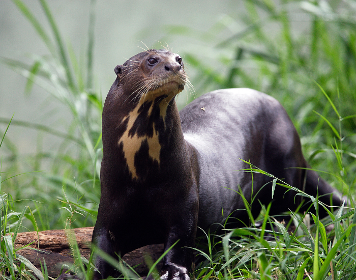 12 Unique Animals of Peru You Need to know — Wildlife Nomads