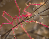 Sea Spiders: 10 Fascinating Facts and More — Wildlife Nomads