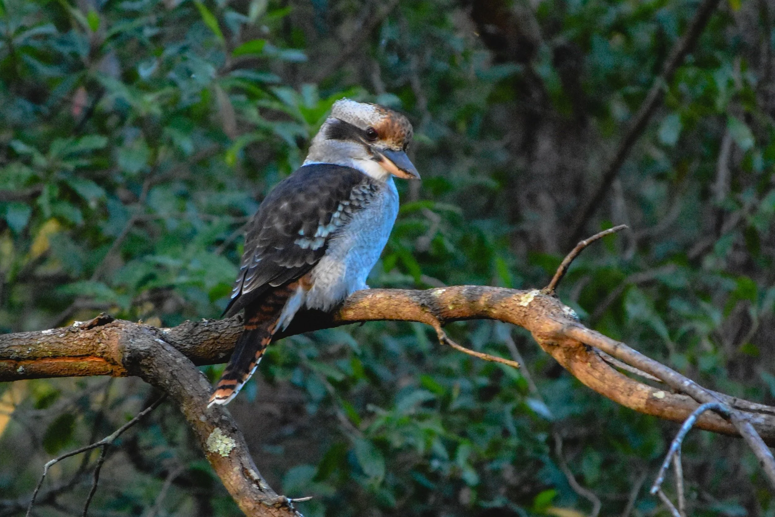 Native Birds of Australia: Iconic & Unique Species — Wildlife Nomads