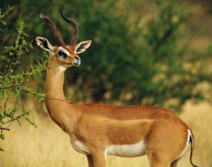Animals of Kenya: Iconic Wildlife & Where to See Them — Wildlife Nomads