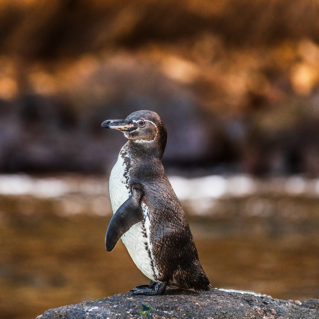 Best Wildlife Tours in Ecuador — Wildlife Nomads
