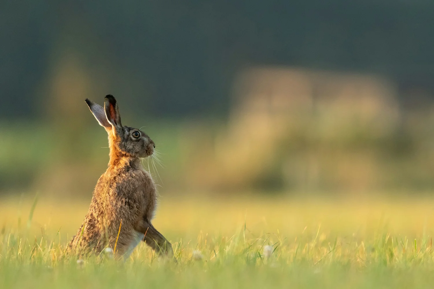 Top 10 Fastest Animals on Land — Wildlife Nomads